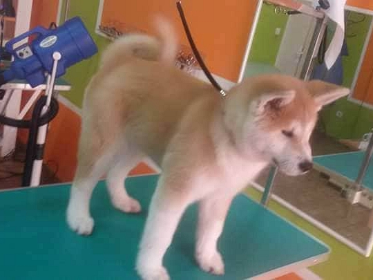 Akita Inu štenci povoljno!