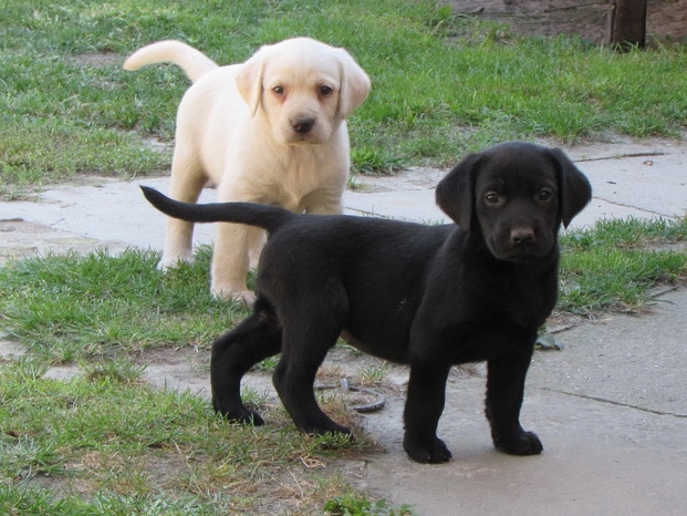 Prodajem labrador retriver stenad bele i crne boje