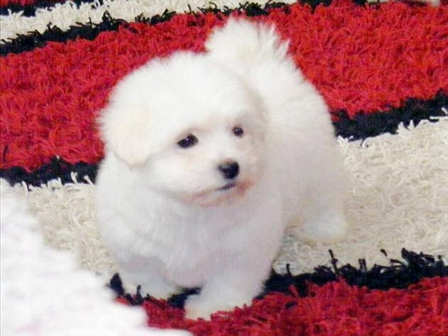 Coton de Tulear