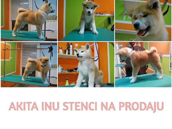 Akita Inu stenci sampionskog porekla