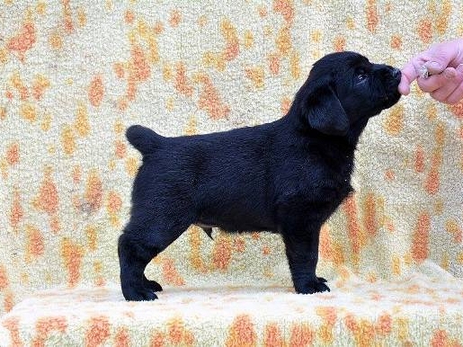 Labrador retriver štenci