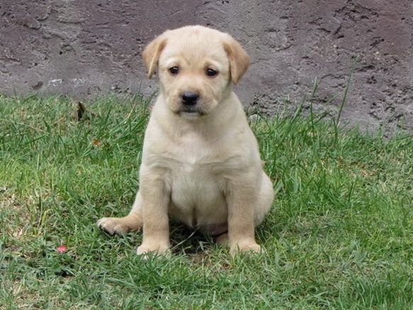 prodajem stenad labrador retrivera oba pola