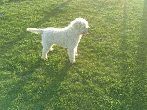 Lagotto romagnolo slobodan za parenje