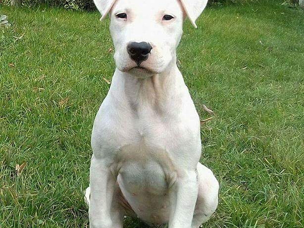 Dogo Argentino stenci