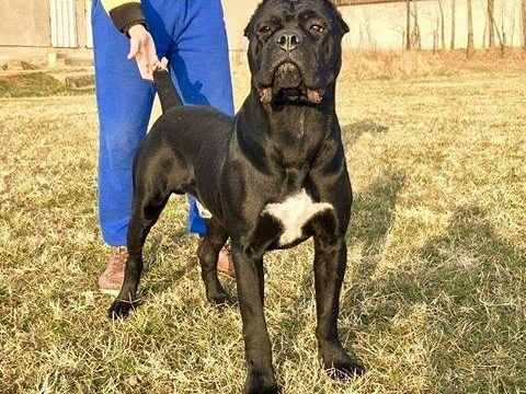 Cane corso na prodaju