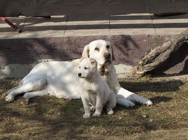 Prodajem labrador retriver stenad
