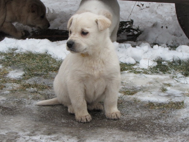 Prodajem labrador retriver stenad bele i crne boje