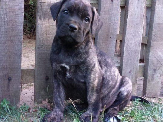 Cane corso štenci