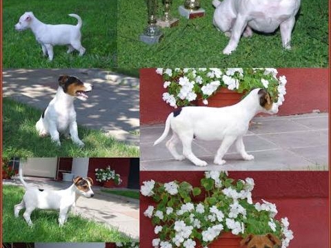 Jack russell terrier