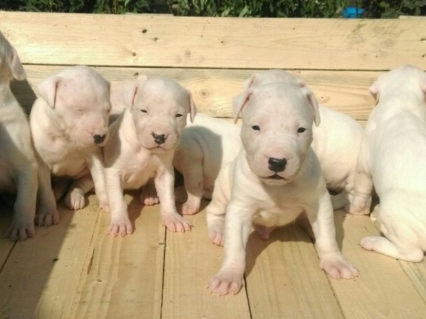 Dogo Argentino stenci