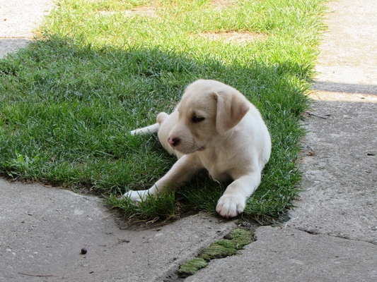 prodajem stenad labrador retrivera