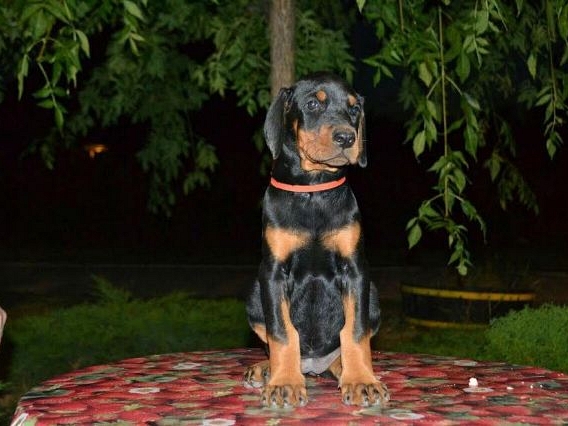 DOBERMAN štenad