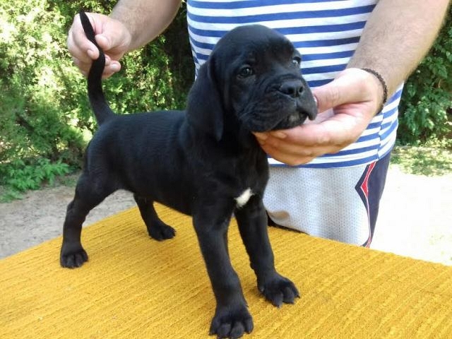 CANE CORSO štenci