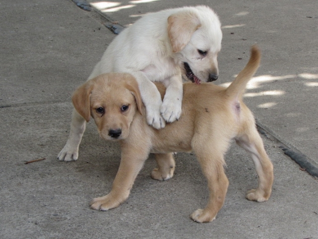 prodajem stenad labrador retrivera