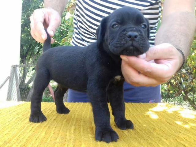 Cane Corso štenci