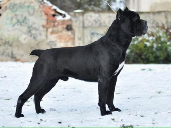 Štenci Cane Corso, izložbenog potencijala