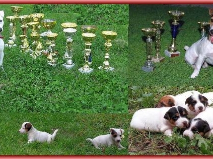 Jack russell terrier štenci
