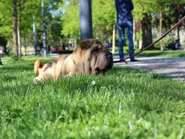 Šar pej, štenci izložbenog potencijala