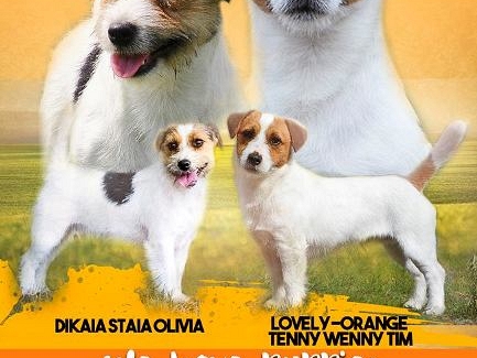 Jack Russell terrier