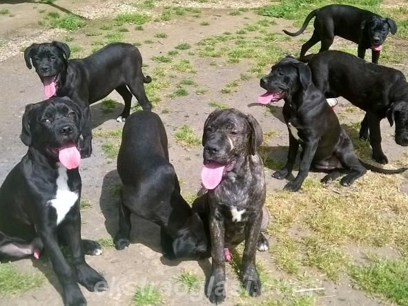 Puppies =Male and female= CANE CORSO štenad