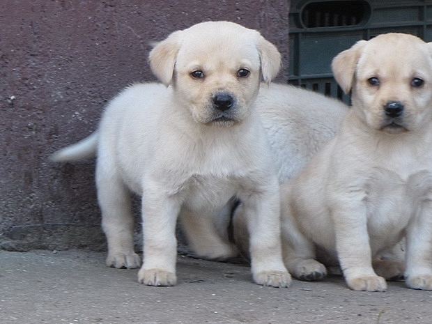 prodajem stenad labrador retrivera