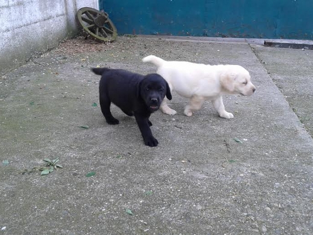 Labrador štenci - šampionskog porekla