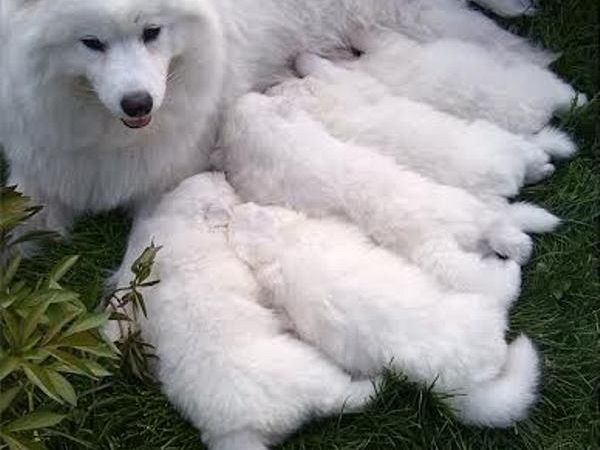 Sibirski Samojed