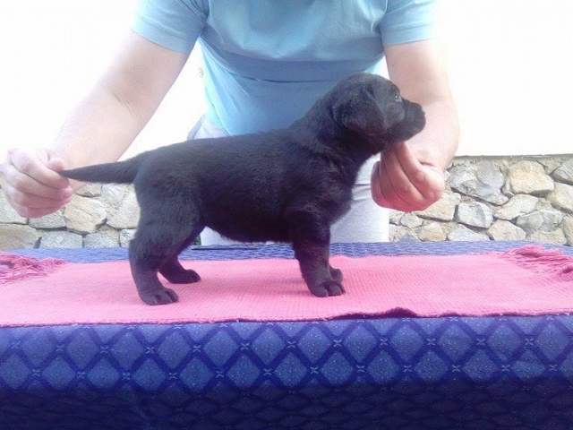 LABRADOR štenci izuzetnih krvnih linija