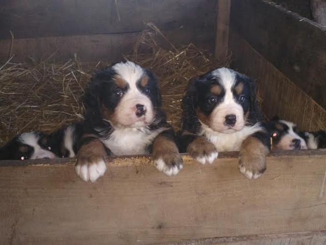 BERNSKI PLANINSKI PAS