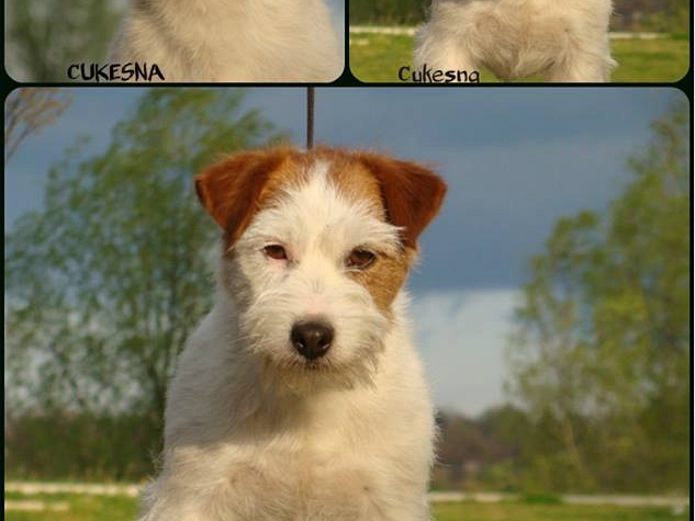 Jack russell terrier spreman za parenje
