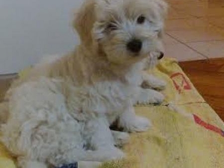Coton de Tulear štenci