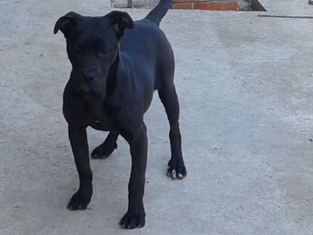 Cane corso ženkica – POVOLJNO