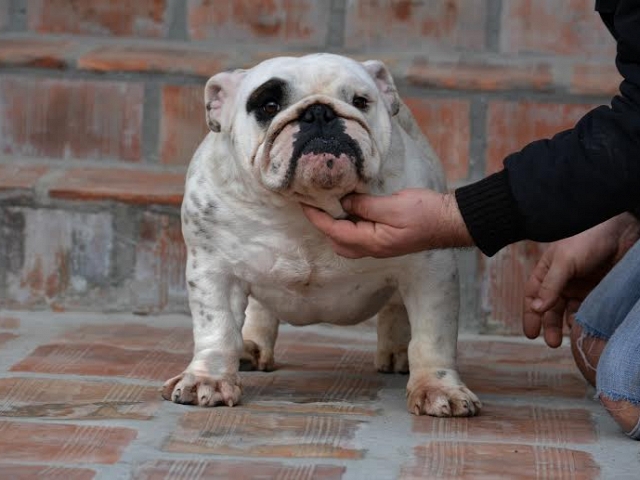 Engleski buldog slobodan za parenje