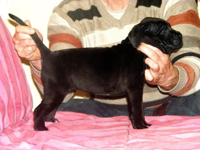 Cane Corso štenci
