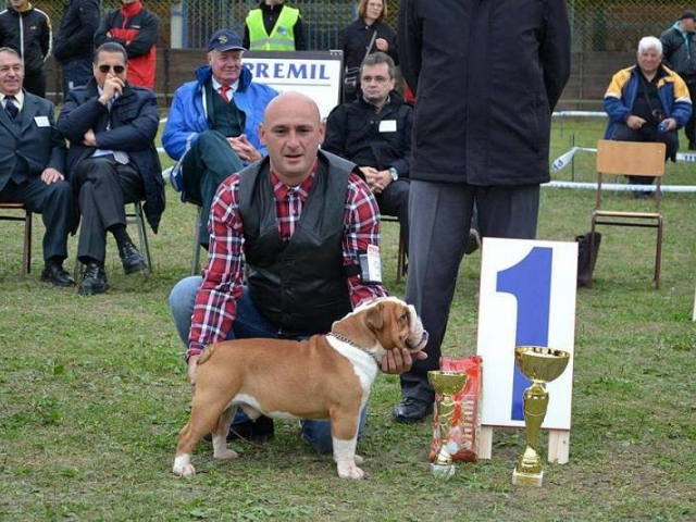 ENGLESKI BULDOG,spreman za parenje