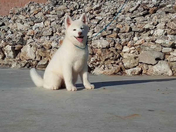 Akita inu - prelepe zenkice