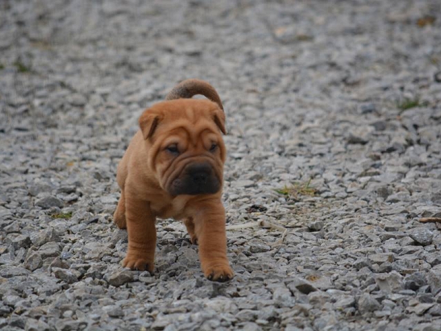 Sar pei, stenci vrhunskog porekla