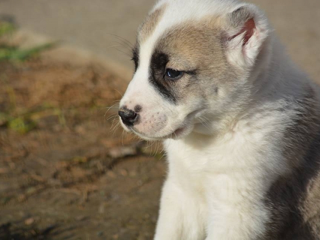 Srednjeazijski ovcar, stenci vrhunskog kvaliteta