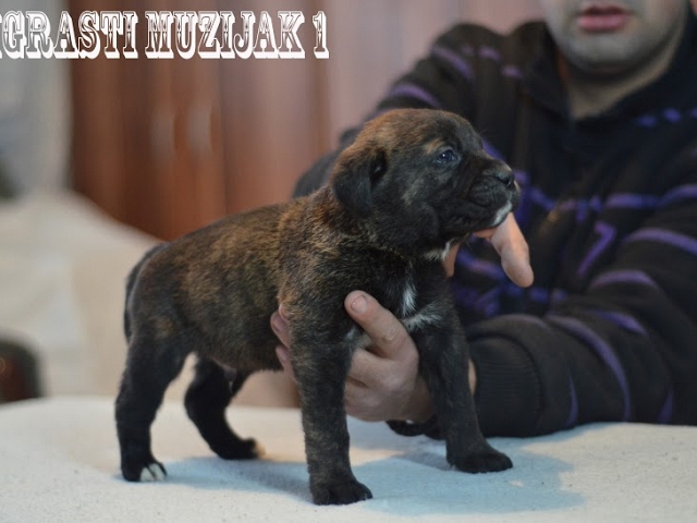 Stenci cane corso