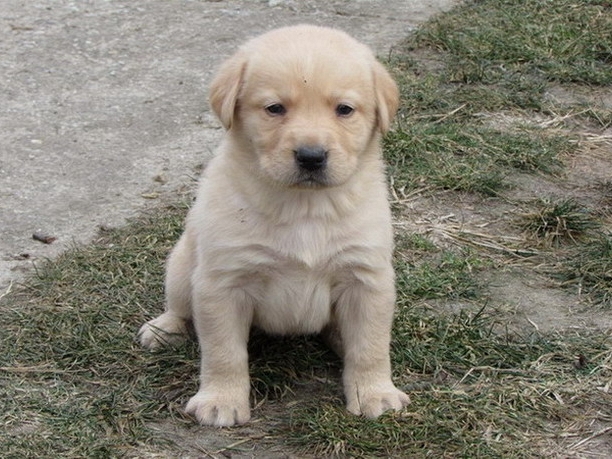 prodajem štenad labrador retrivera