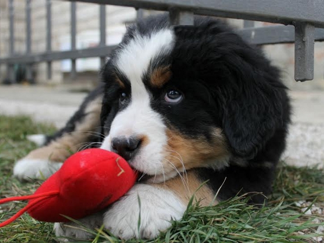 Bernski Planinski pas Izlozbeni Stenci