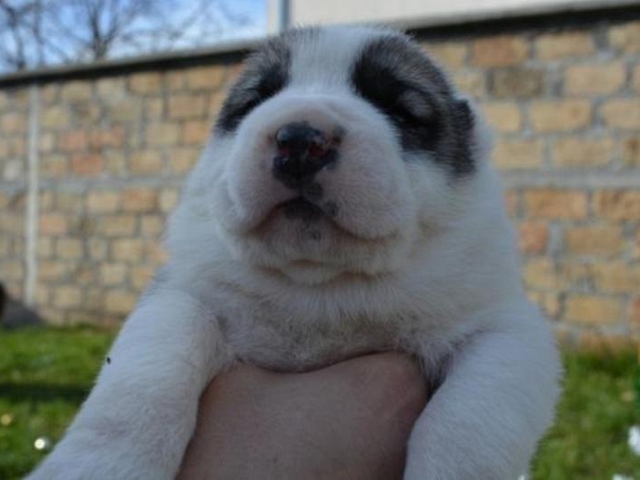 Srednjeazijski ovcar