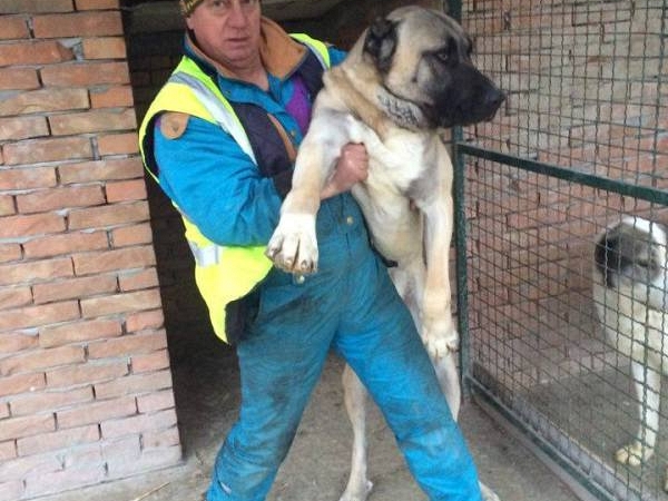 Kangal – Turski pastirski pas