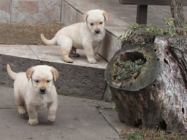prodajem štenad labrador retrivera