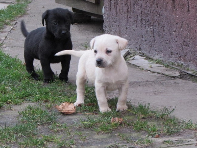 prodajem štenad labrador retrivera