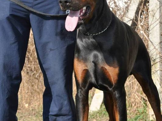 Doberman, muzjak za parenje