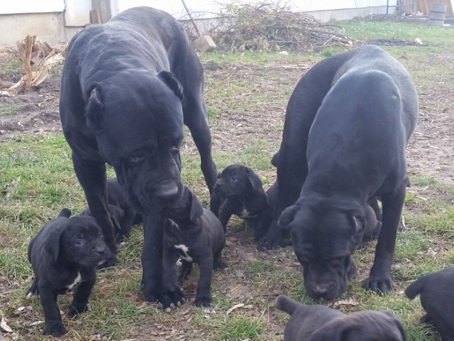 Stenci cane corso