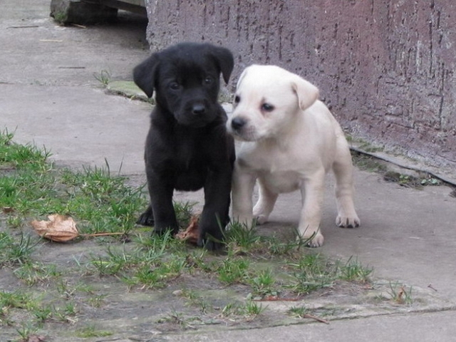 prodajem stence labrador retrivera