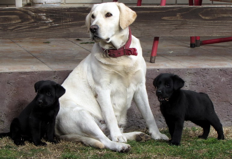 prodajem štenad labrador retrivera