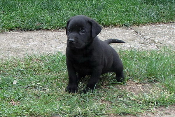 prodajem štenad labrador retrivera povoljno